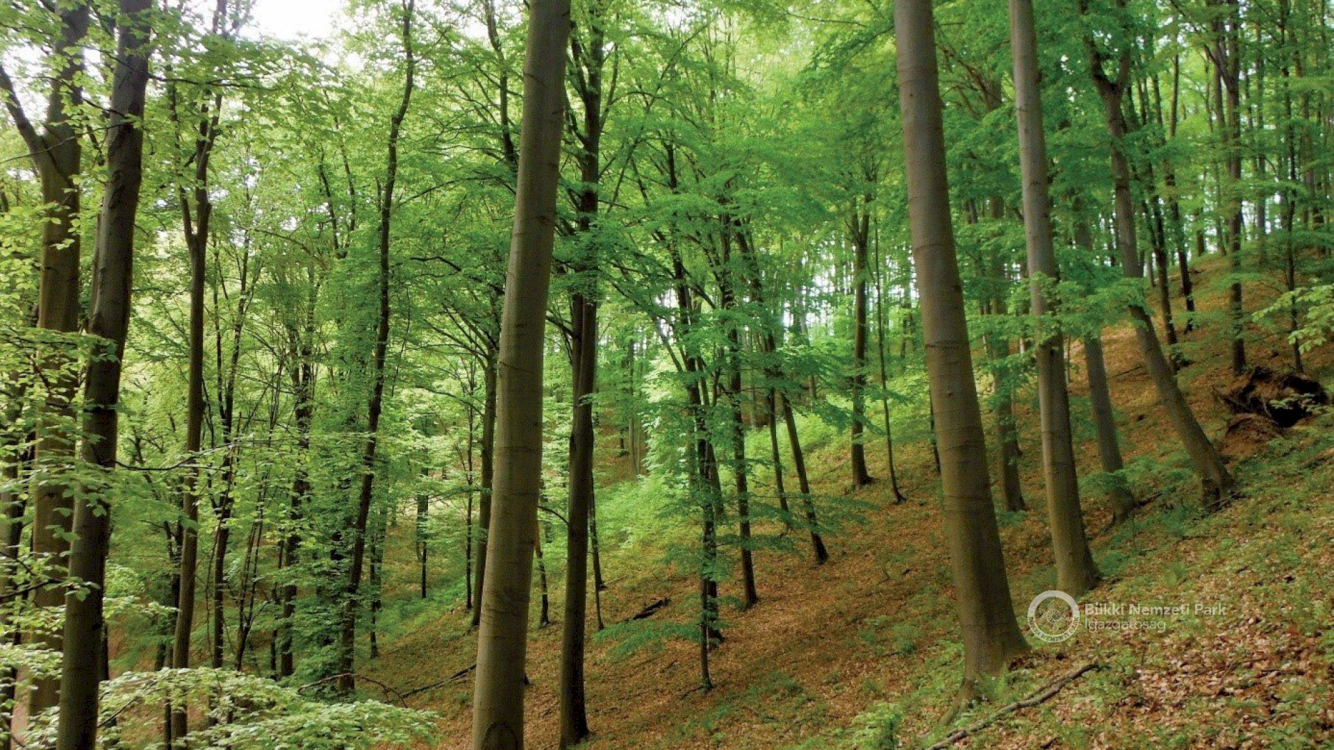 Az Erdők Nemzetközi Napja - Hír - Bükki Nemzeti Park Igazgatóság