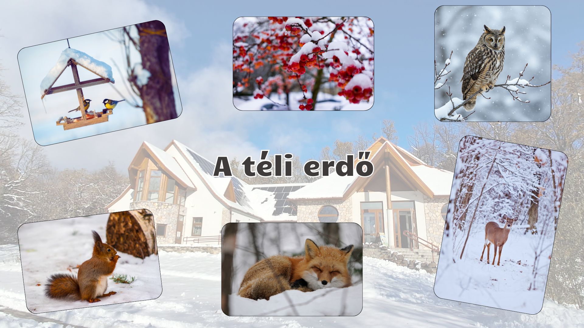 A téli erdő - természetismereti foglalkozások óvodásoknak a Harkály ...